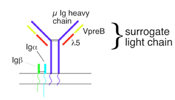 Immunoglobulin Light Chains, Surrogate; Surrogate Immunoglobulin Light ...