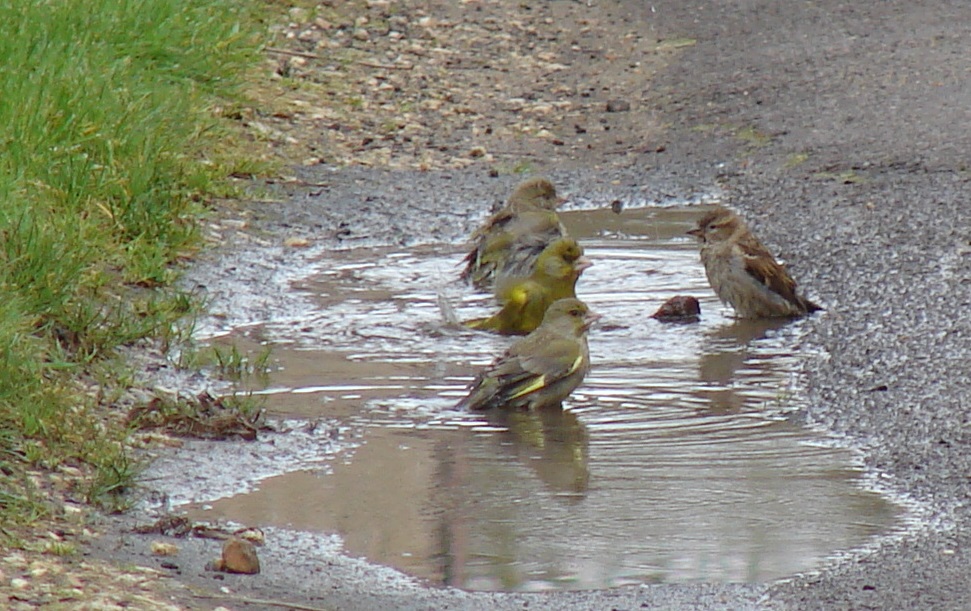 Jardin à quatre mains: Sauter dans les flaques