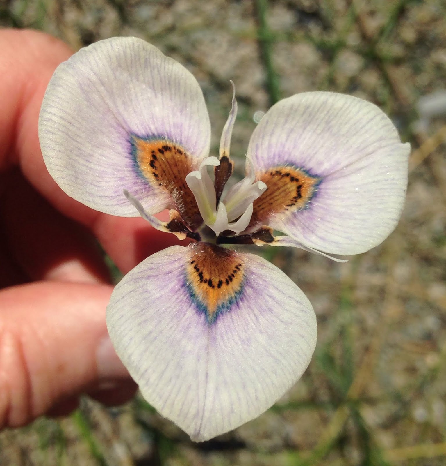 Growing Cool Plants: Moraea MM 15-10