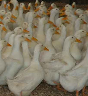 peternakan bebek magelang: JENIS BEBEK/ITIK