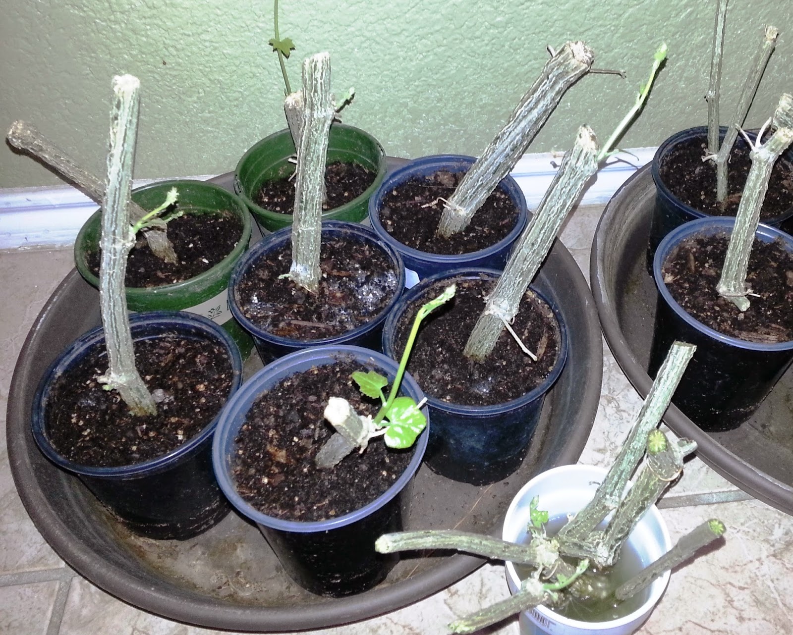 Cooking with Sella: Tindora plants