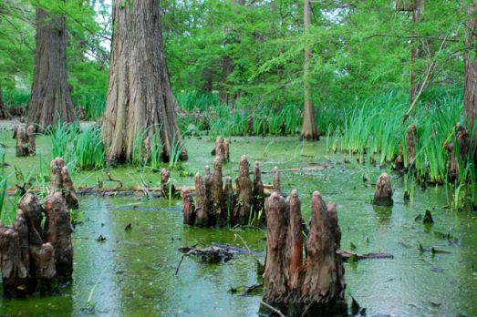 Rawa: Karakteristik, Contoh, Jenis, Manfaat dan Klasifikasinya