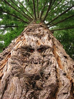 alamcyber 2020: KETAHUI RAHSIA POKOK RAJA KAYU