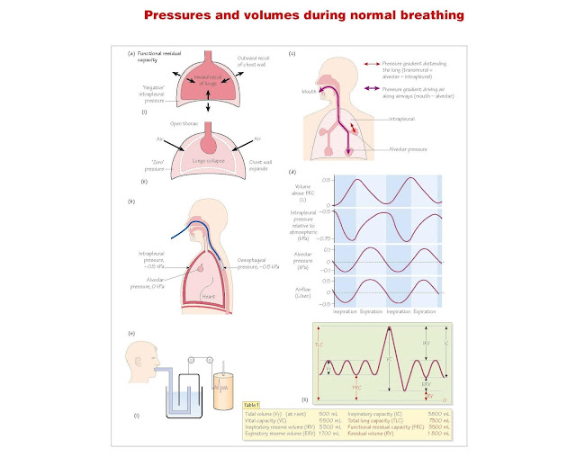 Pressures And Volumes During Normal Breathing - pediagenosis