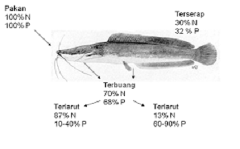 BIOTEKNOLOGI BIOBOOST K-LINK: Keunggulan Budidaya Lele Sistem Bio-Flok