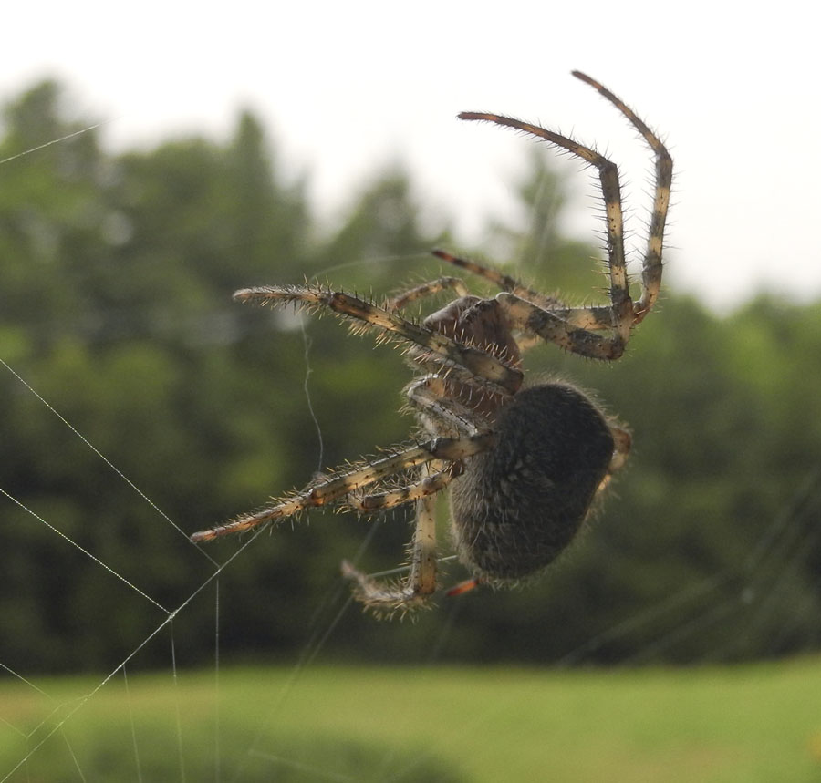 Studio and Garden: The Webs They Weave