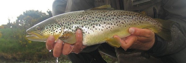 La trucha común - Animales