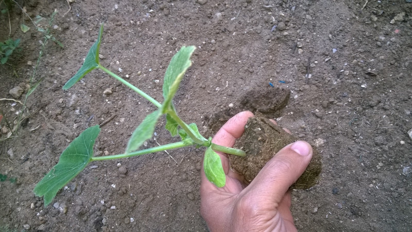 How To Grow Organic Courgettes