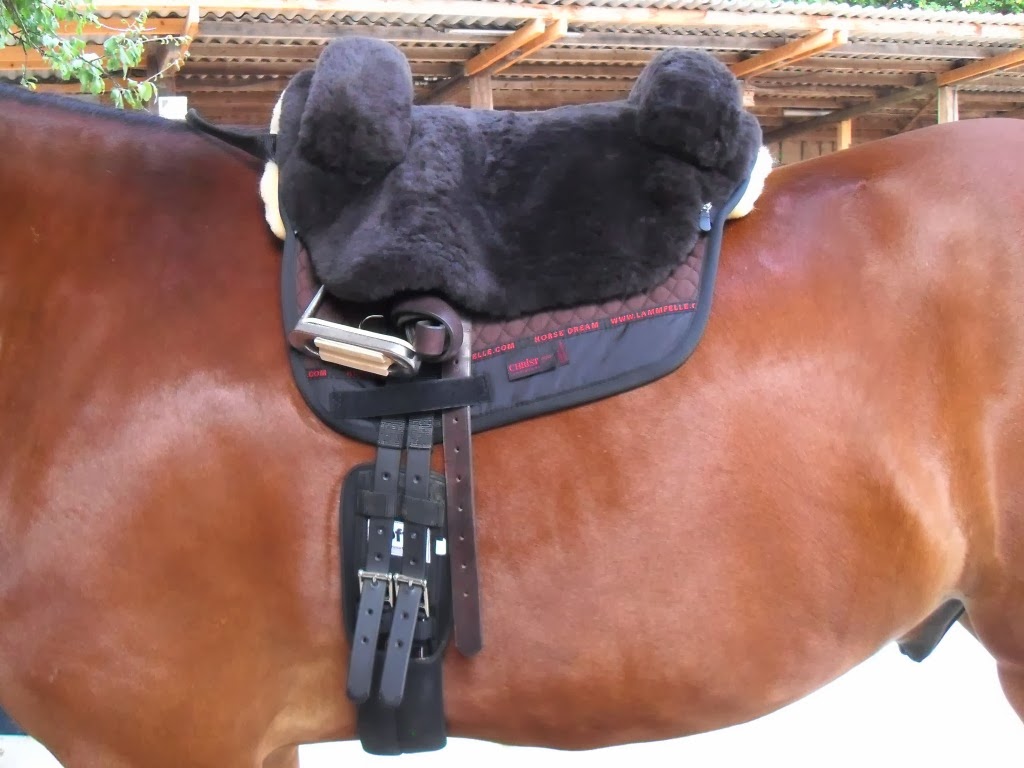 The New Welsh: Bareback Pad Comparison