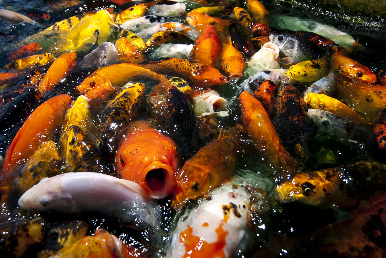 The Nikon Family: and the koi go crazy