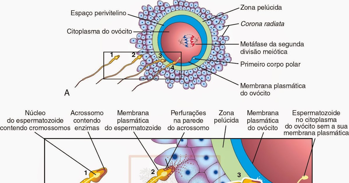 Laboratório Virtual de Embriologia: 06. Fecundação