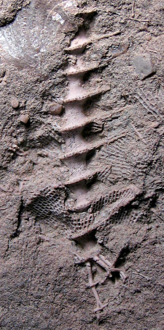 Louisville Fossils and Beyond: Archimedes Bryozoan with Roots?
