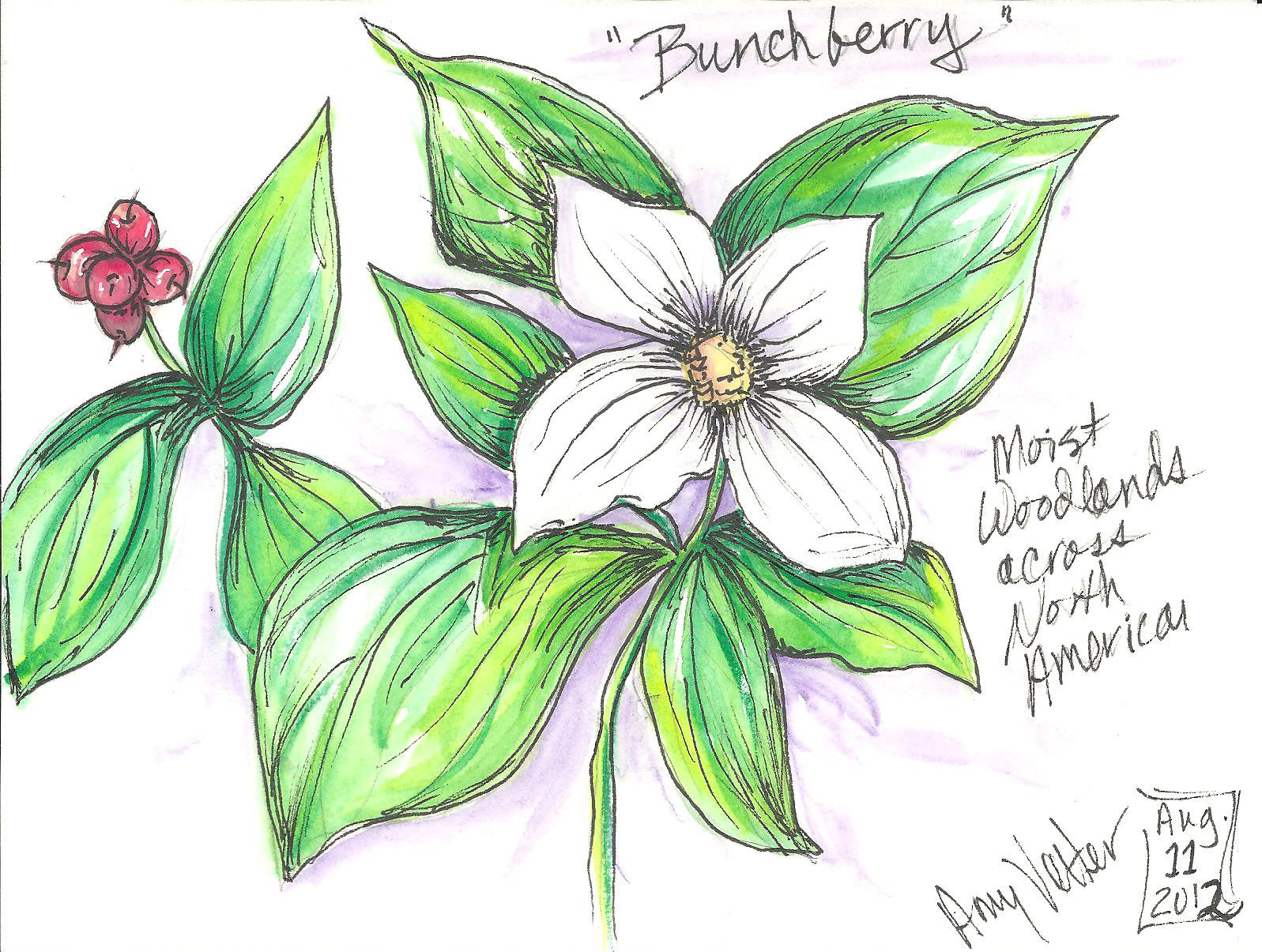Amy's Art Journal: Bunchberry & Hydrangea