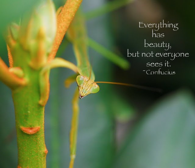 Quotes About Praying Mantis. QuotesGram