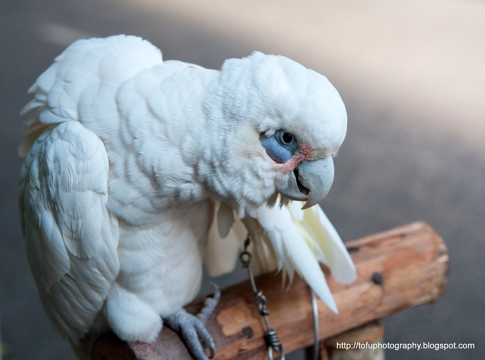 Tofu Photography: Chained bird