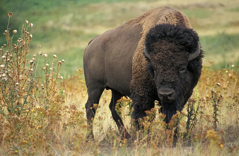 Walking With Ancestors: Animal Allies: Buffalo Brother