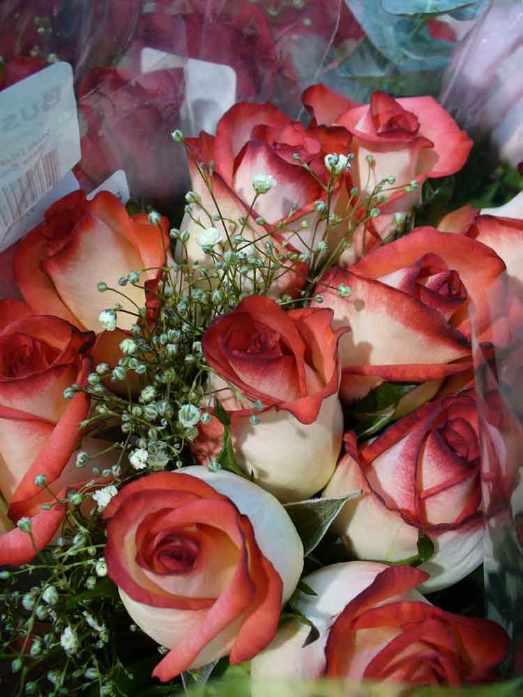 I need orange: white roses, with red trim