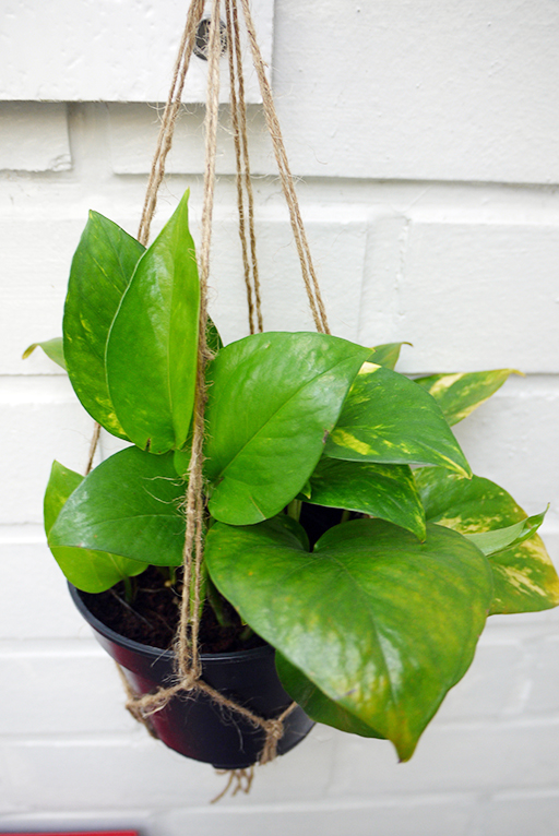 butterpaperstudio: Stirling HDB Terrace - DIY Macrame aka plant pot holder