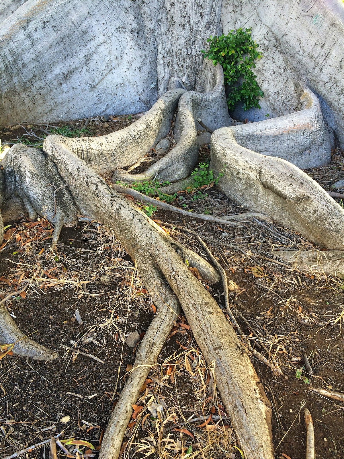 Aloha from Hawaii: The Kapok Tree.