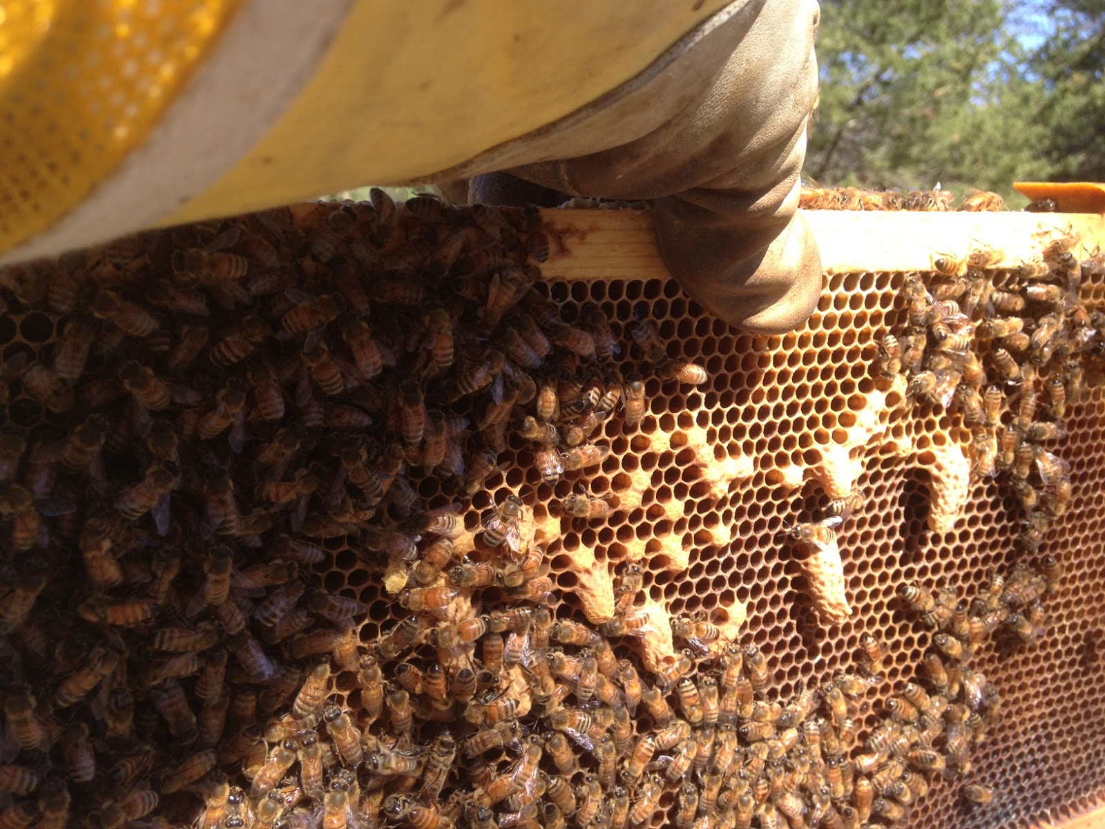 What Should I Be Doing With My Bees This Month Emergency Queen Cells what-should-i-be-doing-with-my-bees-this-month-emergency-queen-cells