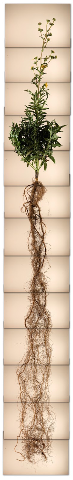 Agroecología: Perennial plants and their root systems hold more water ...