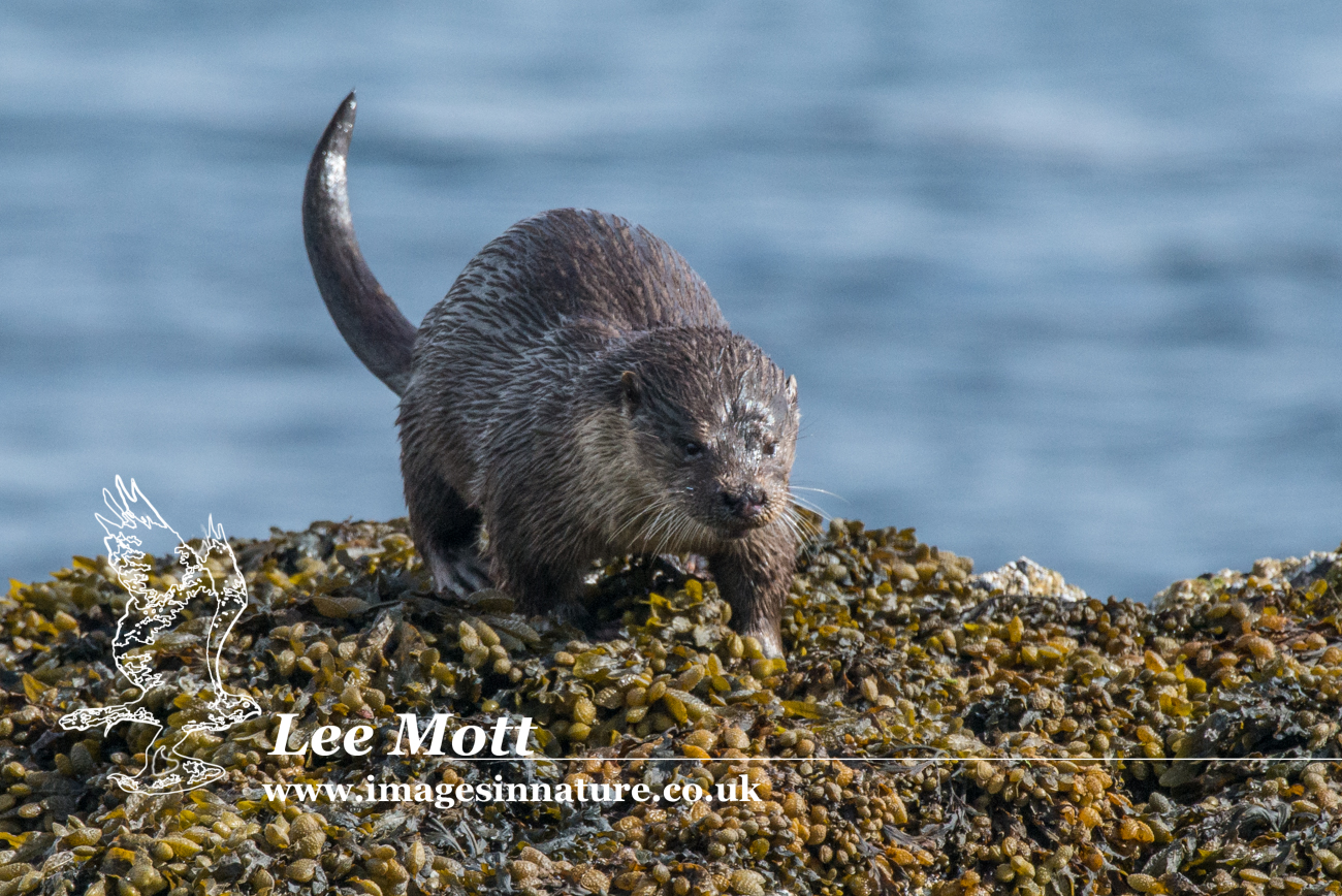 Lee Mott Photography