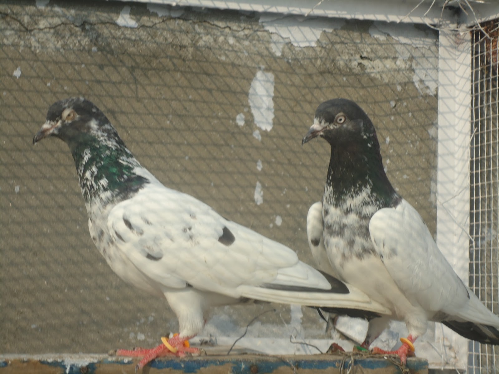Pigeons | Kabootar Baaz | Pigeons Photos: Pakistani High Flying Tipplers