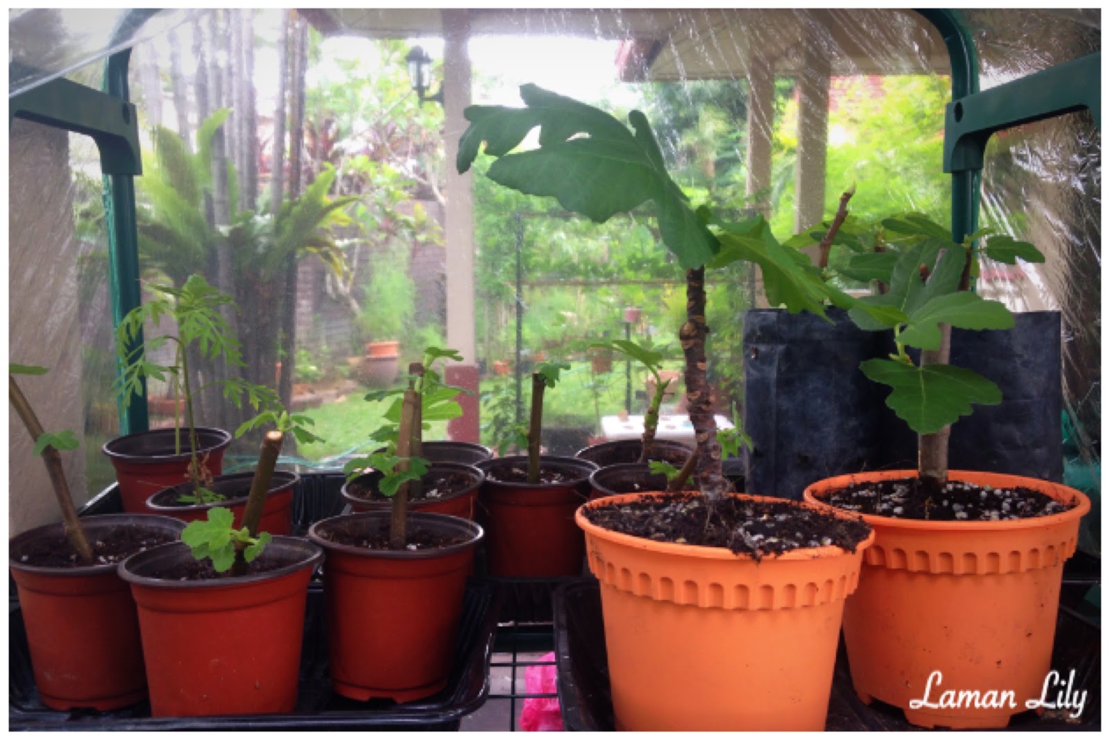 Pokok Ara/Tin (Ficus carica) (Dikemaskini 7/3/19)