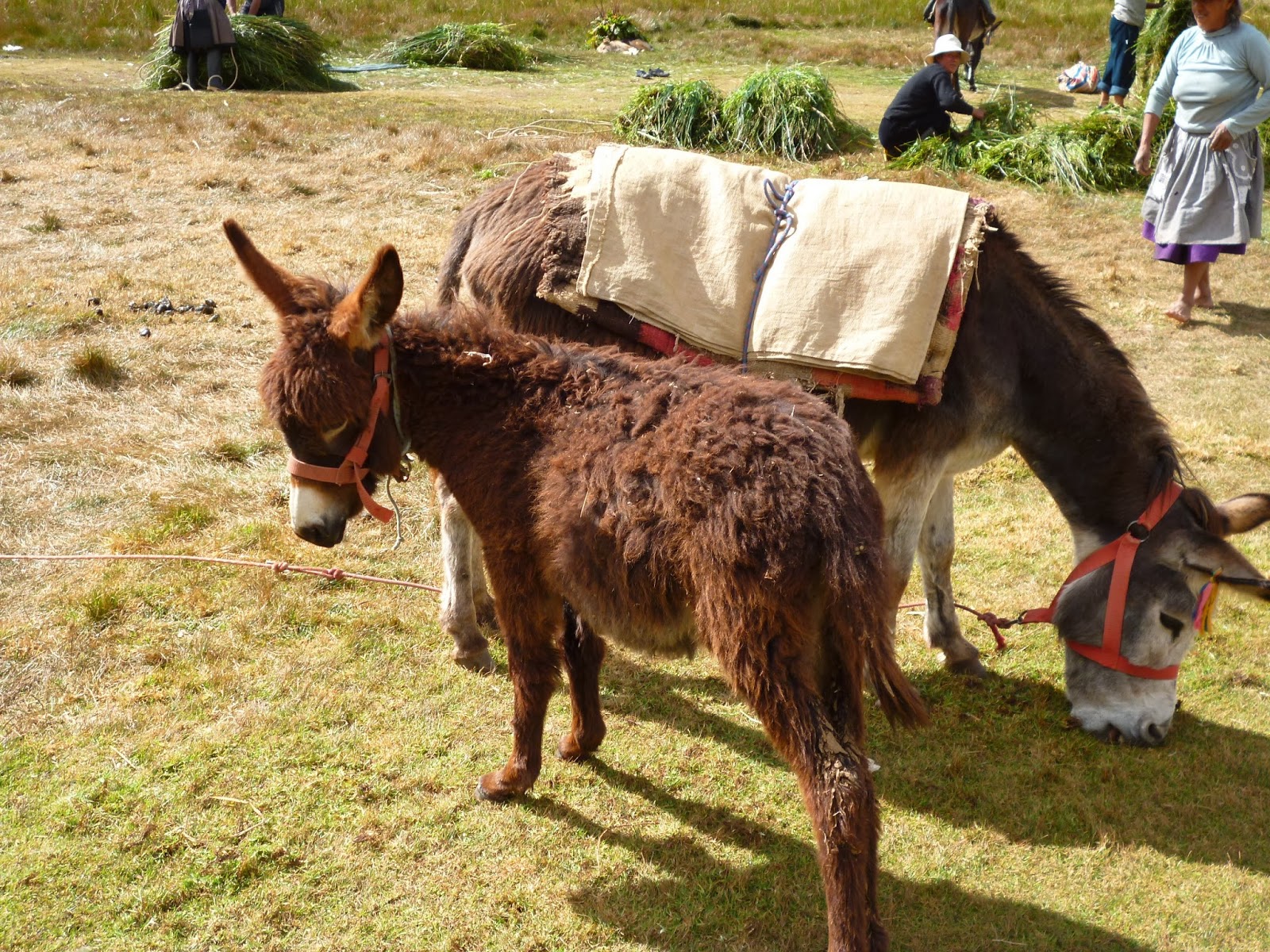 "Group 10 Noticías-Huancayo": Burradas