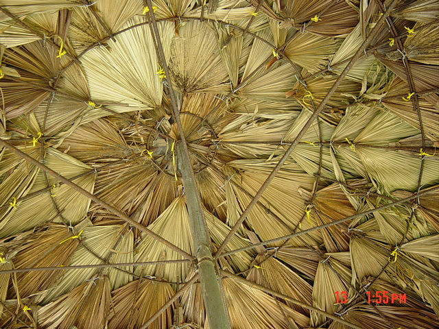 The Anahaw - Filipino Culture by The Pinoy Warrior