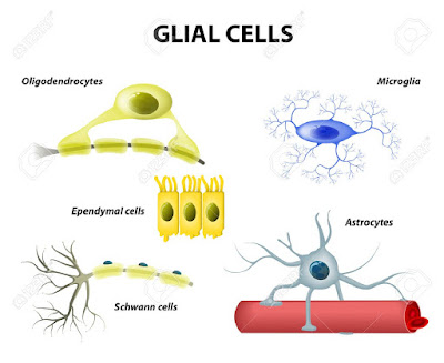 Glia - Medically