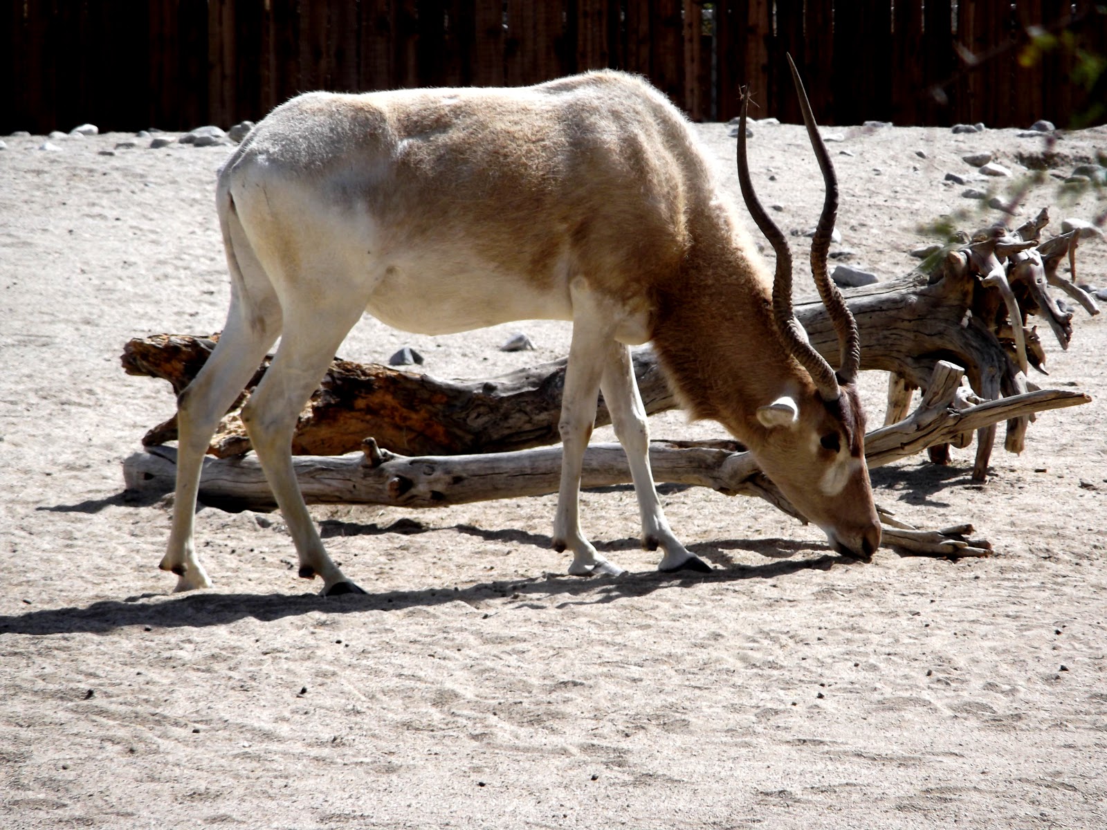 The Natural World: 23-Fact Tuesdays: The Natural Bridge Wildlife Ranch!