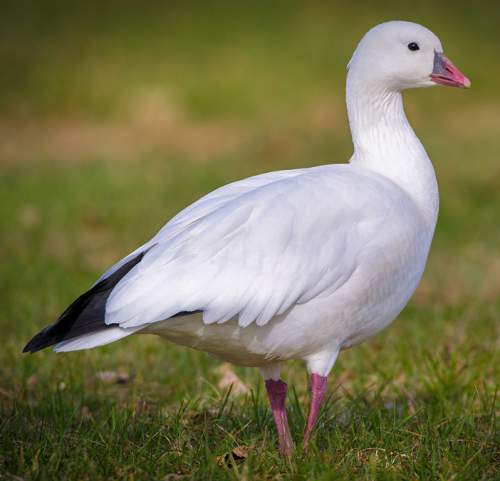 Ross's goose images | Birds of India | Bird World