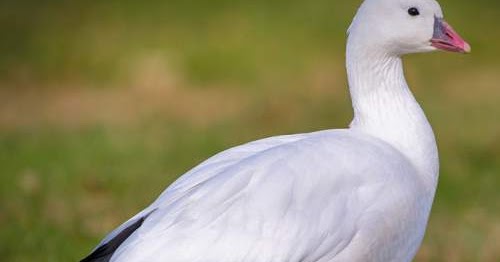 Ross's goose | American birds | Birds of India | Bird World