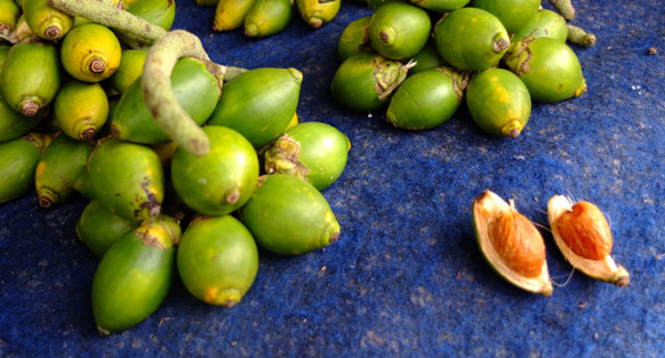 LUAR BIASA!! Inilah Manfaat Buah Pinang yang belum kamu Ketahui! Ssst ...