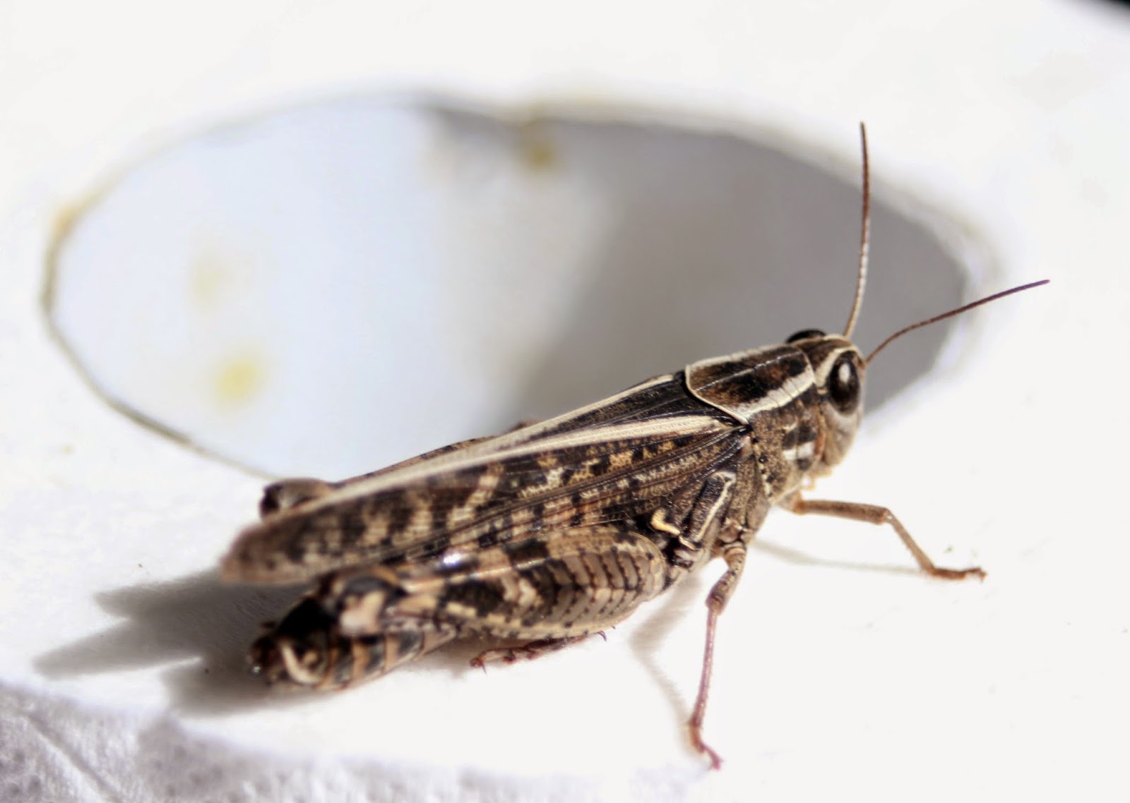 Hedge Finders: French Insects