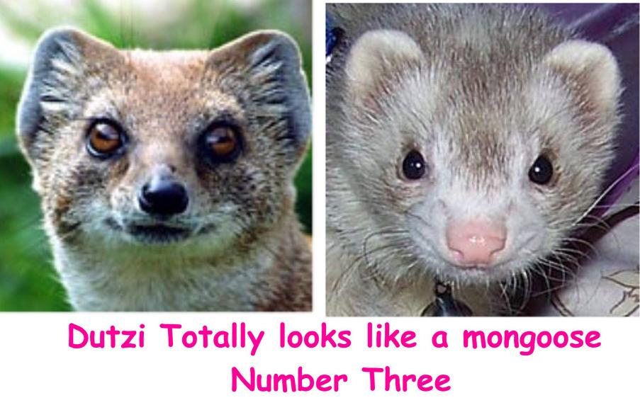 The Adventures Of Otterwoman: It's a crazy wild mongoose!