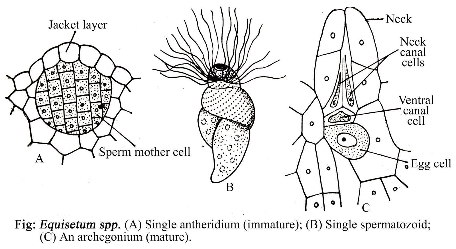 EQUISETUM - CLASSIFICATION, STRUCTURE OF SPOROPHYTE, REPRODUCTION, STRUCTURE OF GAMETOPHYTE AND ...