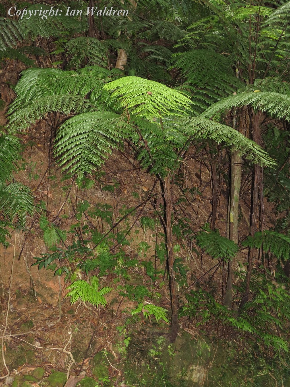 WILD TROPICAL QUEENSLAND: Ferns and Cycads