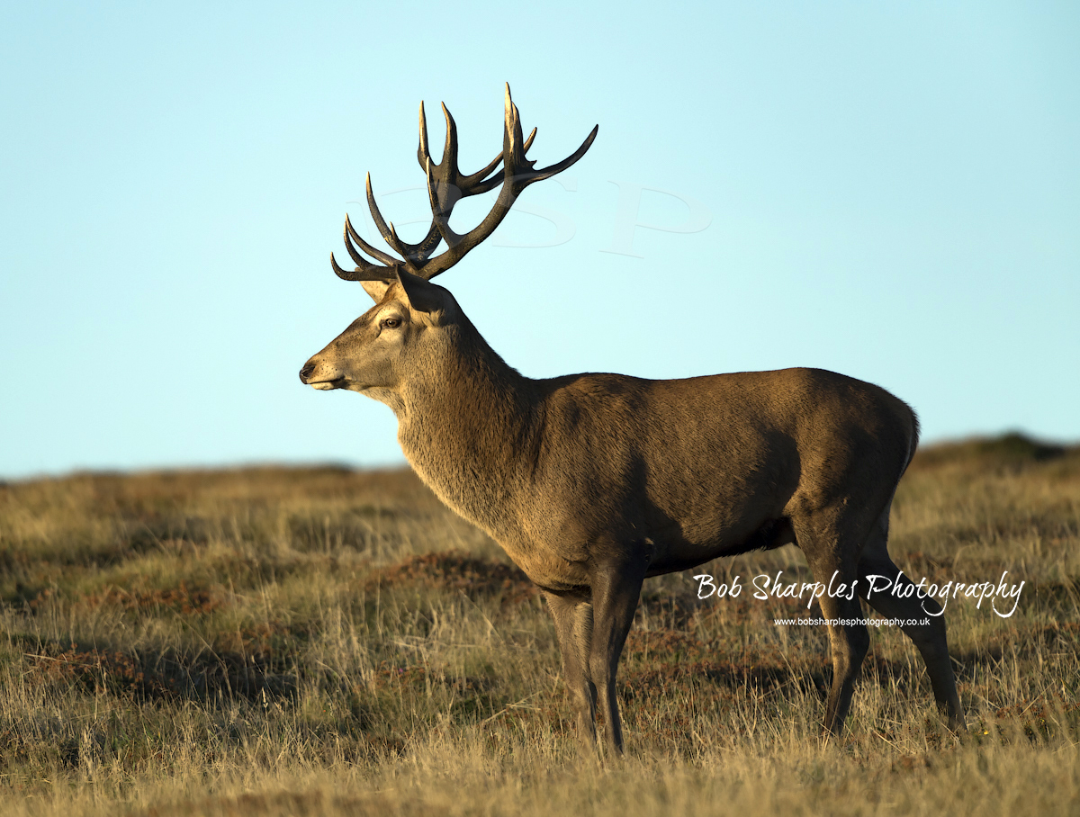 Photography by Bob Sharples: Red Deer Stag near Lands End Cornwall