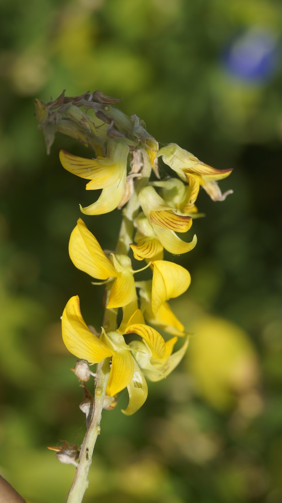 Crotalaria striata ~ Plants for Life