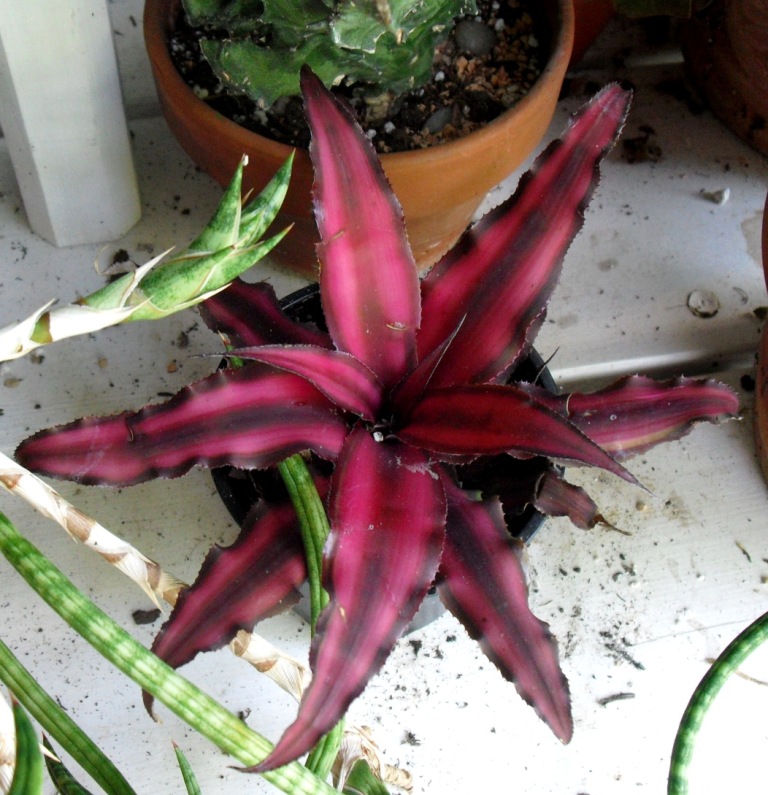 Life Among the Leaves: Tales from the Cryptanthus