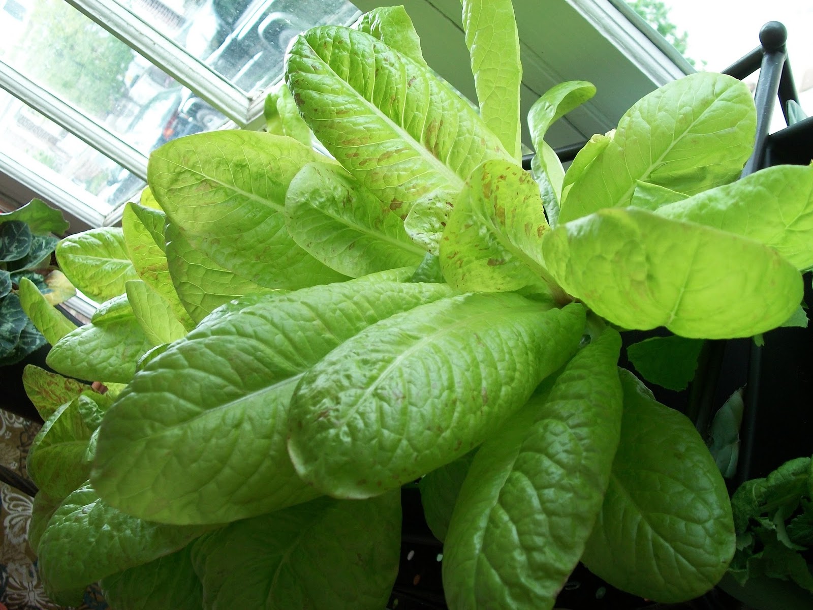 Bloom Where You're Planted-Urban Gardening in Philly: The Lettuce and ...