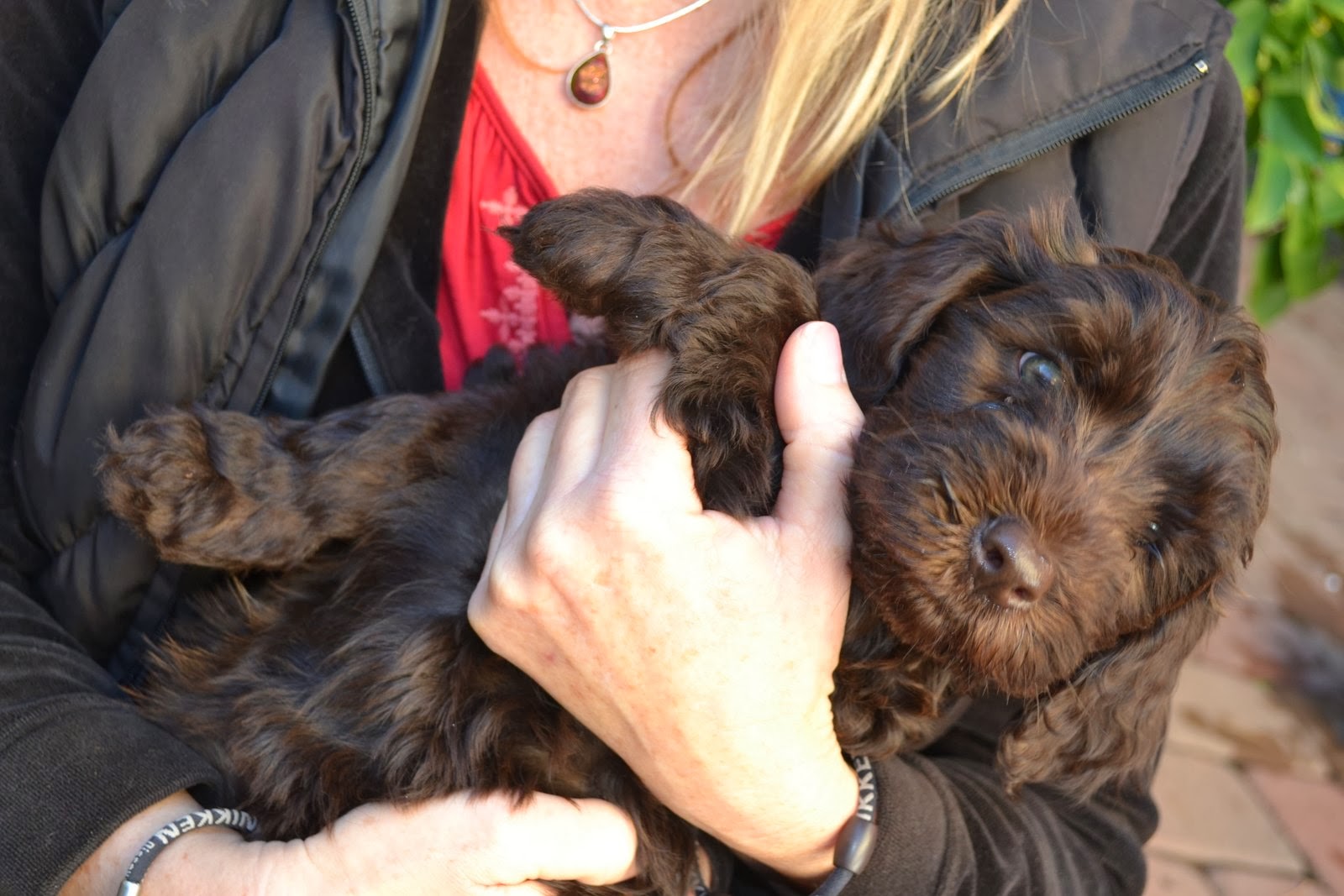 Golden Gate Labradoodles: Authentic Australian Labradoodles: "Just ...