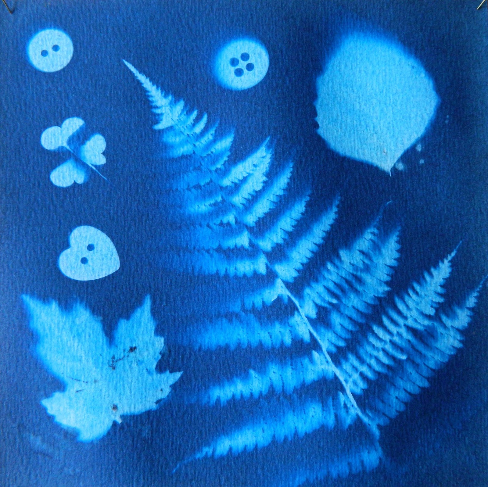 Hey, That's My Art Teacher: Sun Prints Cyanotypes