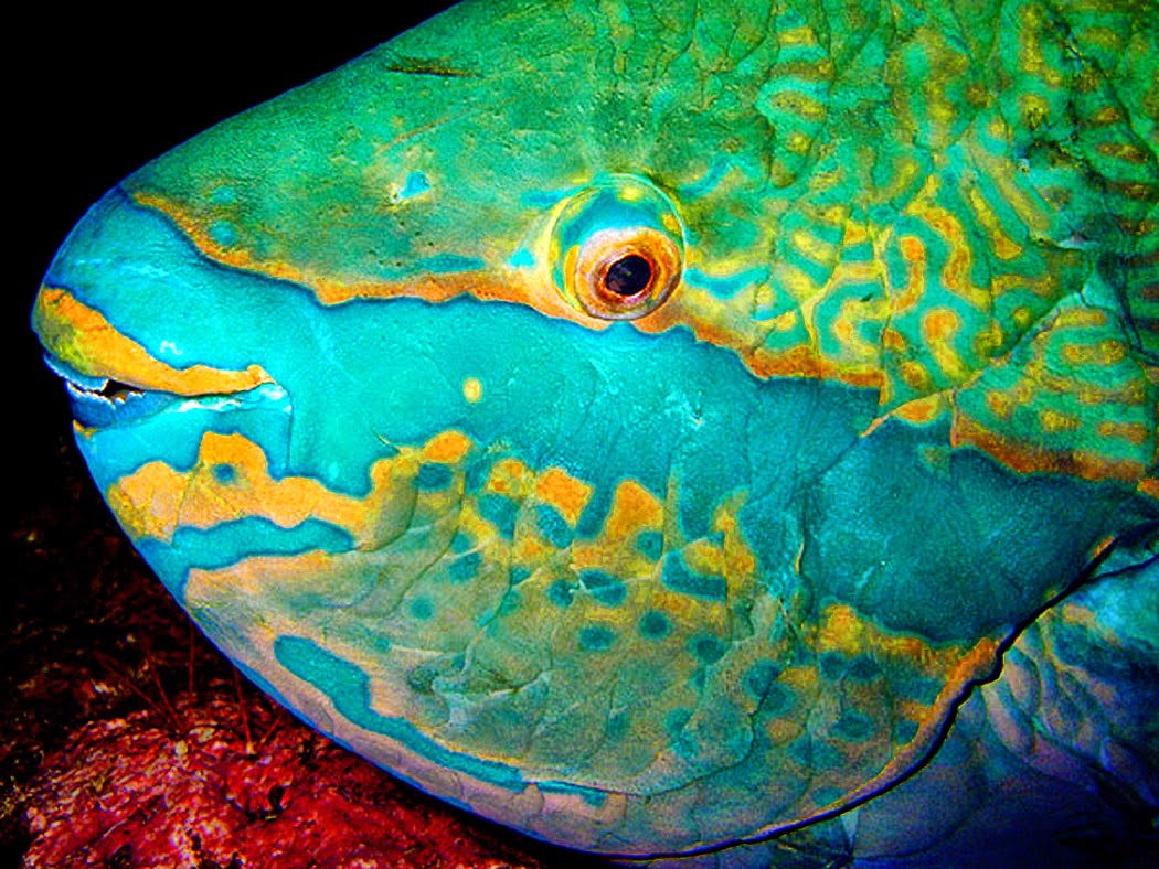 PARROTFISH photos - wallpapers (ανανεωμένο) | the fun bank