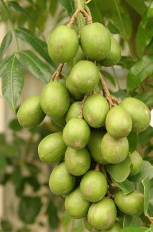 ECOSISTEMAS DE COSTA RICA: PARQUE NACIONAL BARRA HONDA