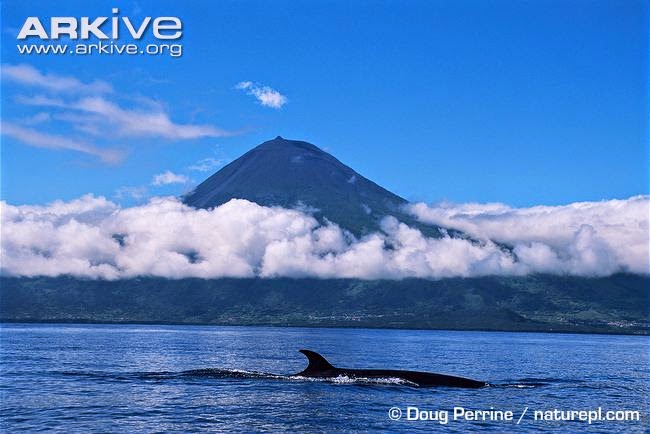 Bio 227: 1: SEI WHALE