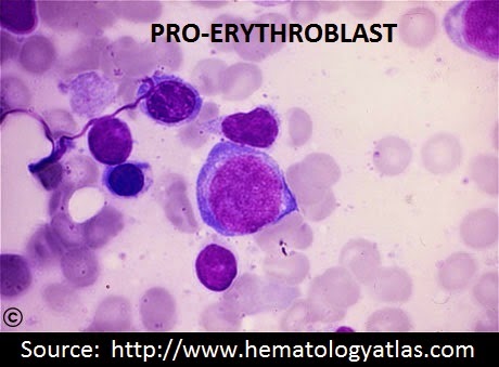 Lab Atlas: Pro Erythroblast
