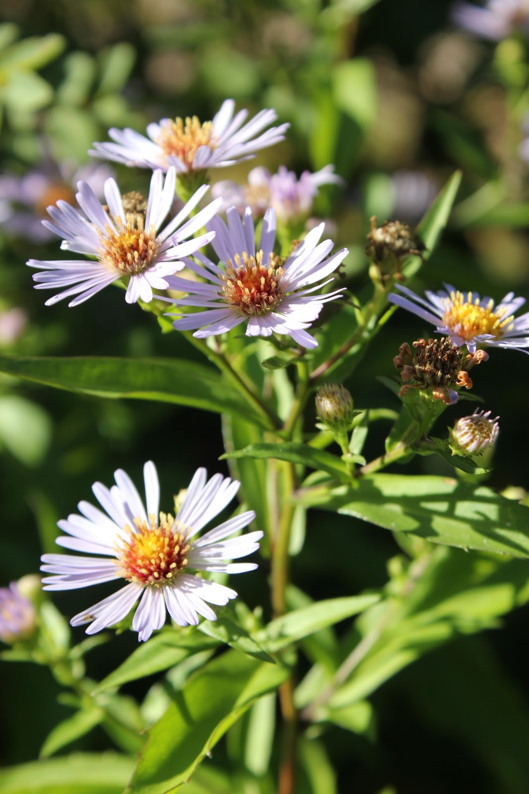 Kotona puutarhassa: Syyskukat